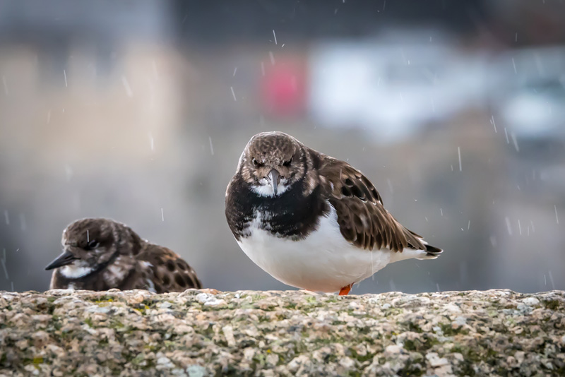 14th December 2017 – St Ives – Martin's Bird Blog & Nature Photos