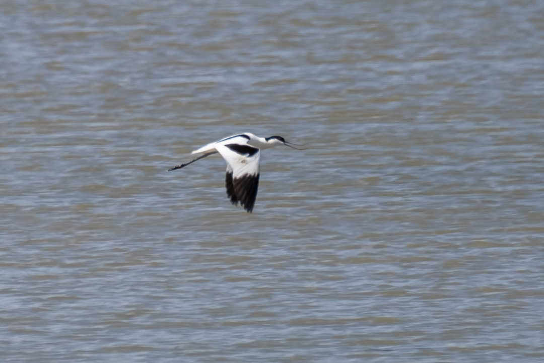 4th May 2019 – Goldcliff Lagoons, Newport Wetlands – Martin's Bird Blog ...