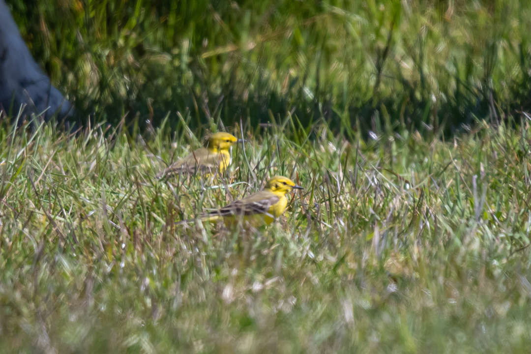 2nd May 2021 – WWT Steart Marshes – Martin's Bird Blog & Nature Photos