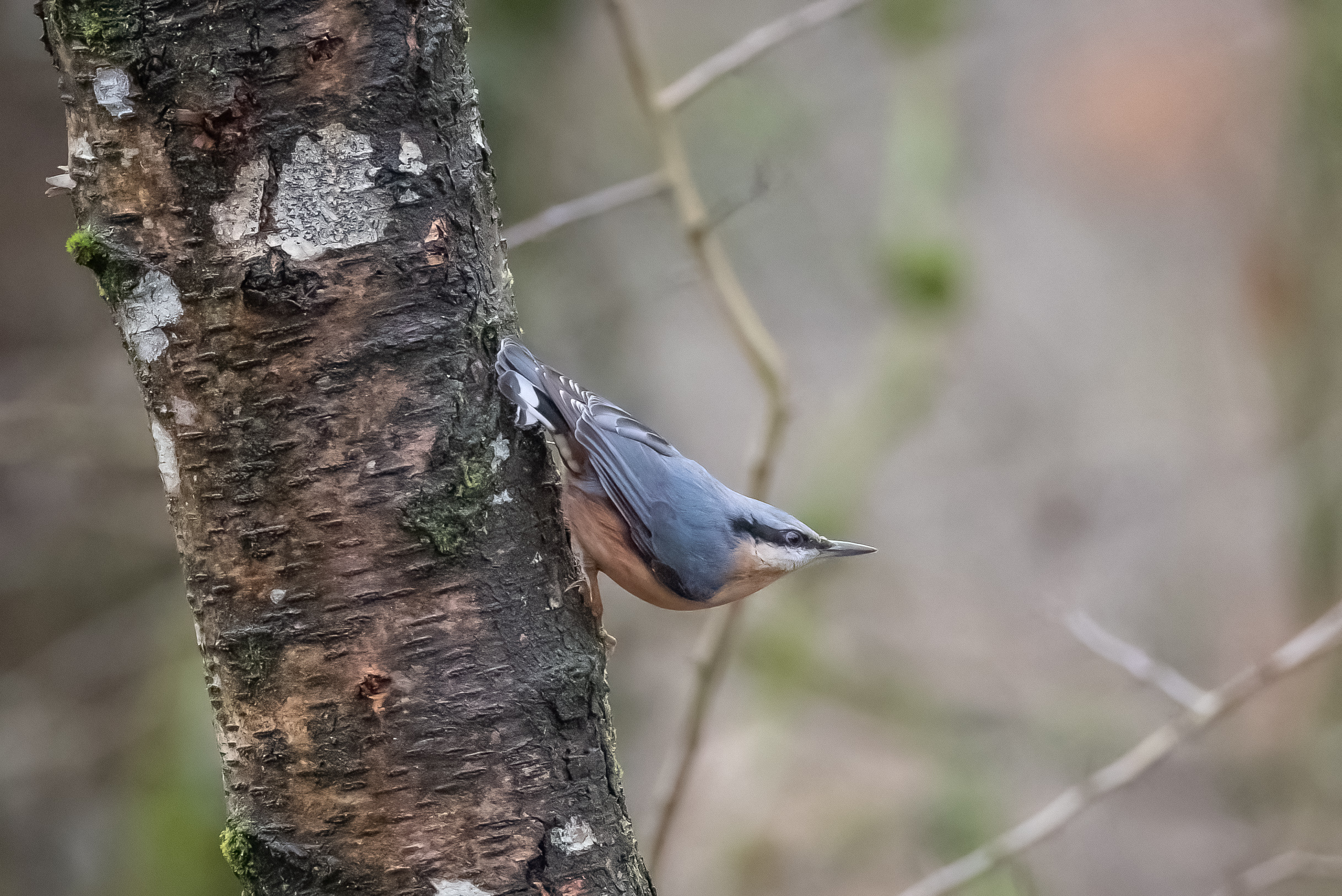 Galleries – Martin's Bird Blog & Nature Photos