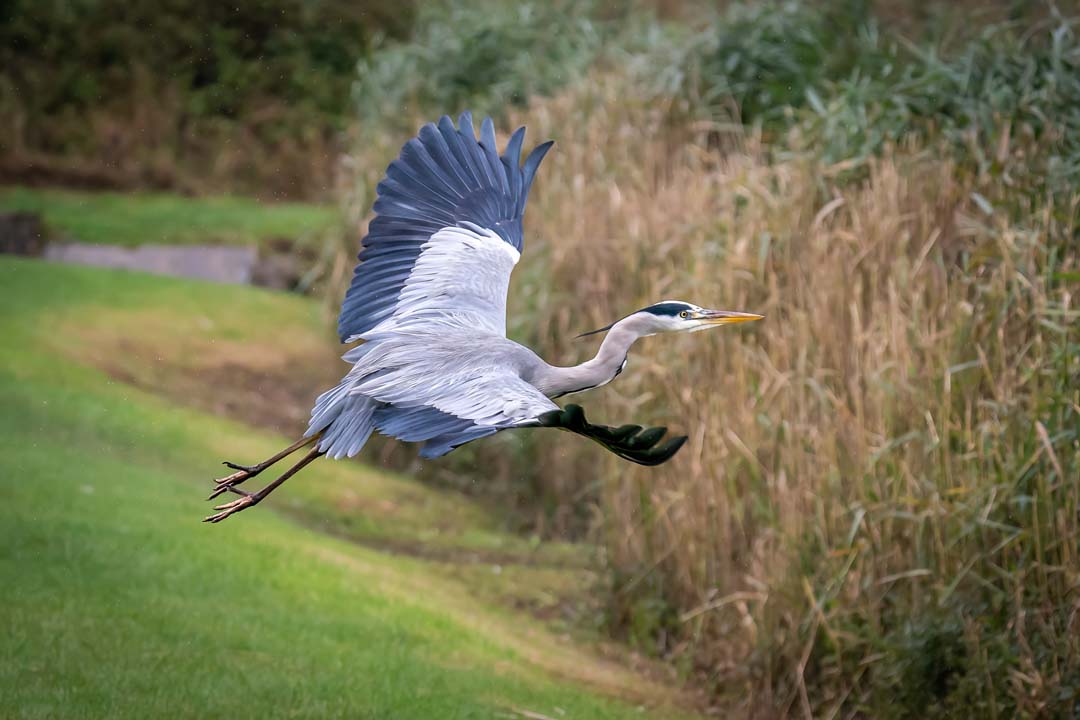 Large Waterbirds – Martin's Bird Blog & Nature Photos