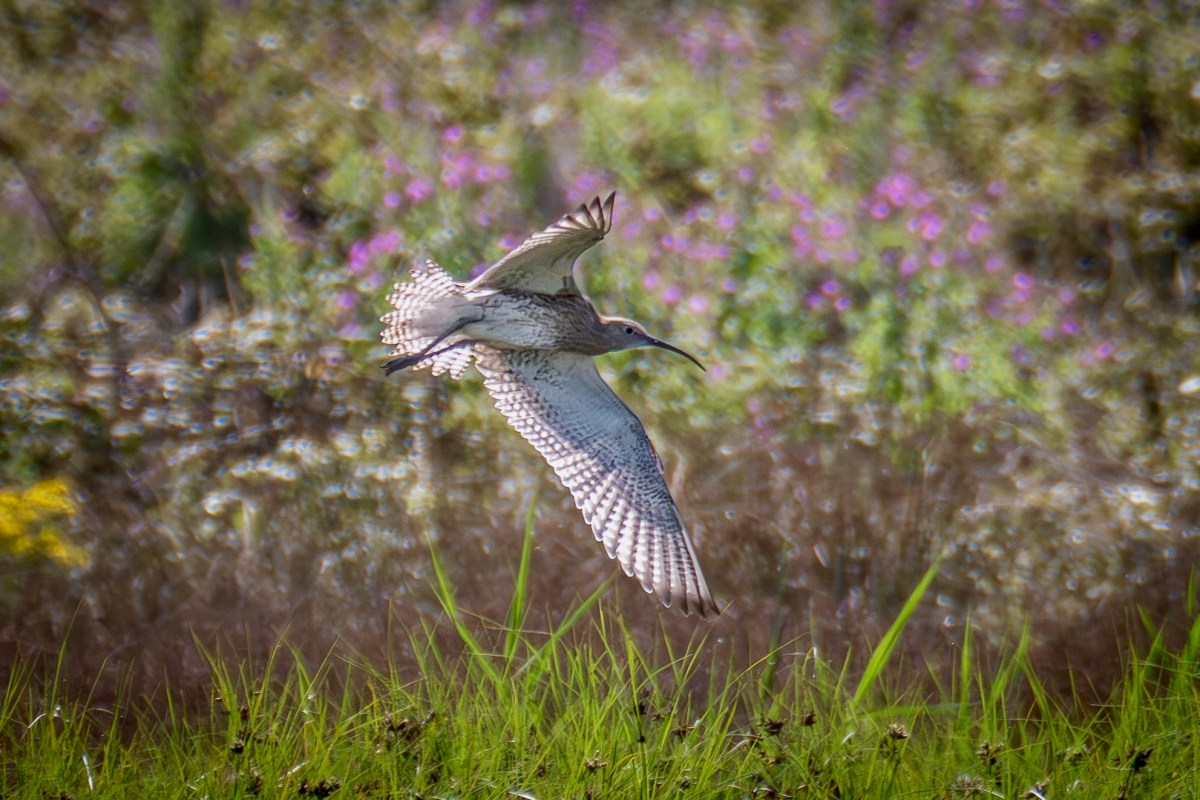 12th August 2024 – Kelling Quag, Norfolk – Martin's Bird Blog & Nature ...