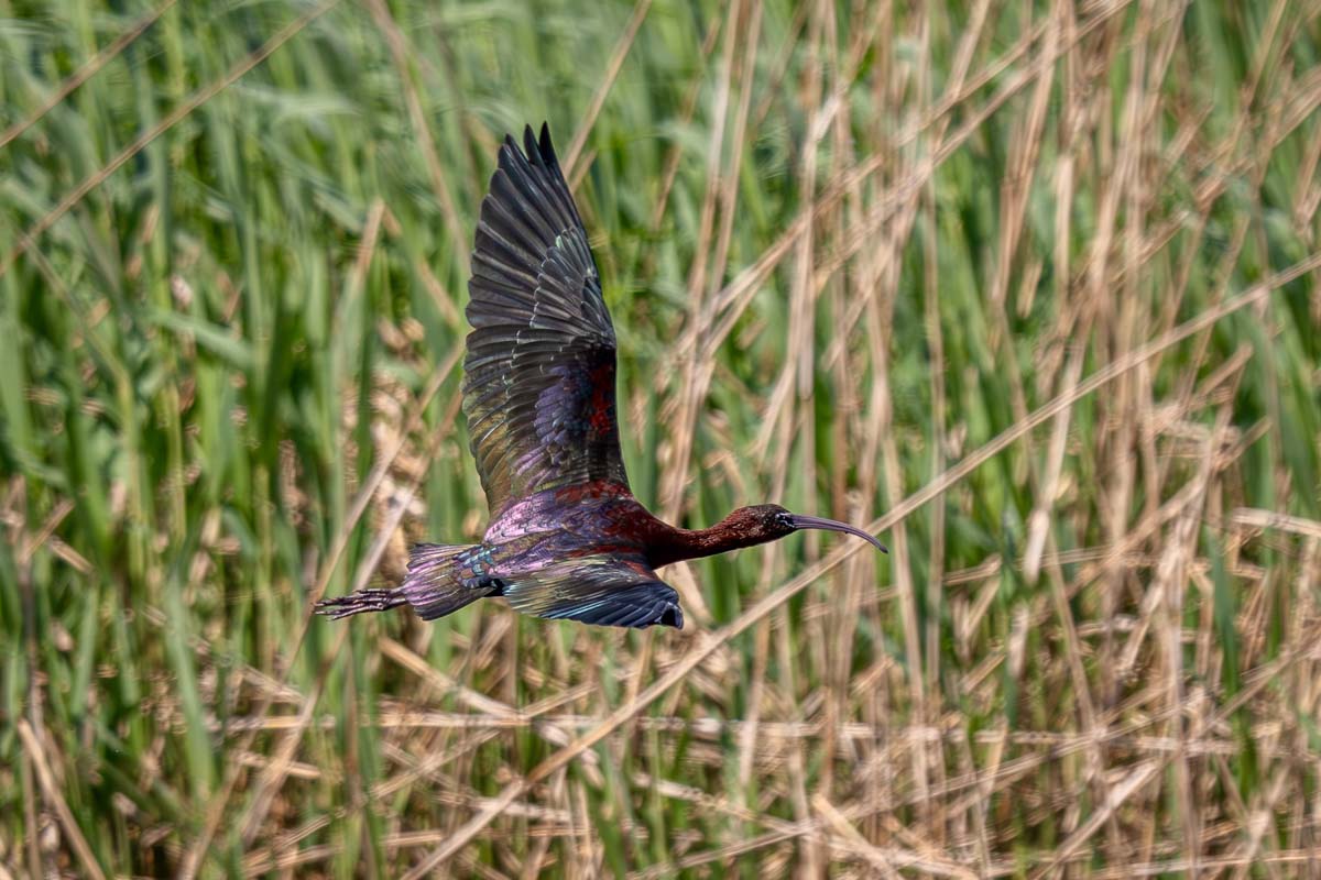 6th May 2025 – RSPB Ham Wall, Avalon Marshes, Somerset – Martin's Bird ...