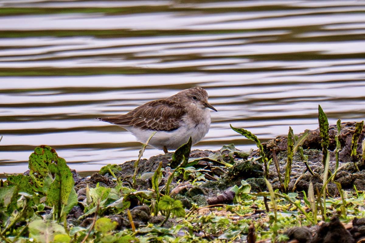 10th November 2025 – WWT Slimbridge, Gloucestershire – Martin's Bird ...
