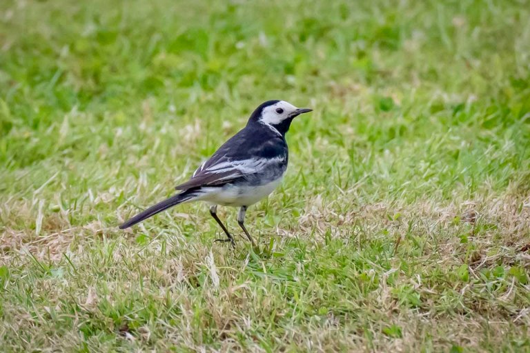 1st June 2026 – Middlebere Peninsula and RSPB Arne, Dorset – Martin's ...